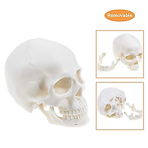 Medical Anatomical Skull Model - 1:1 Life Size Replica Anatomy Adult Human Head Bone for Science Lab, Educational