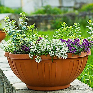Outsidepride Lobularia Maritima Alyssum Sweet Drought & Heat Tolerant Wild Flowers - 5000 Seeds