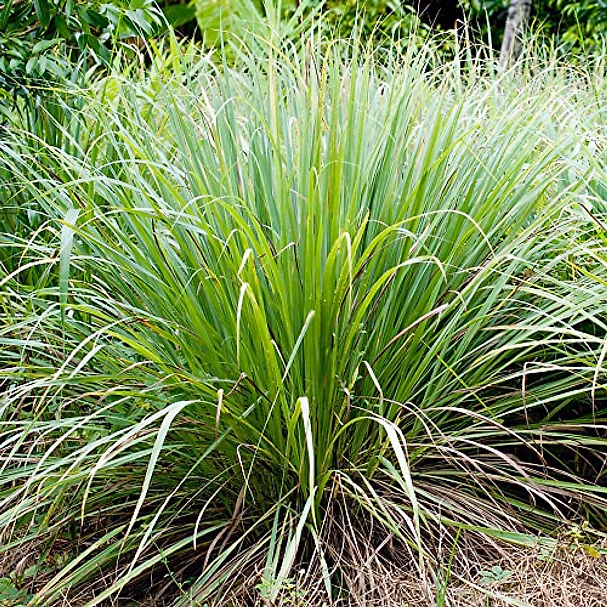 YEGAOL Garden 125Pcs Lemongrass Seeds Cymbopogon Citratus Edible Ornamental Cooking Fast-Growing Fragrant Drought Tolerant Perennial Annual Potted Patio Border Garden Plant Herb Seeds