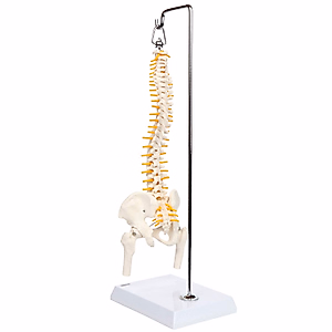 Axis Scientific 15.5" Mini Spine Model with Vertebrae,Nerves,Arteries, Lumbar Column,Male Pelvis - Human Anatomy Model for Education & Study - Includes Stand/Product Manual - Plastic Spine Model