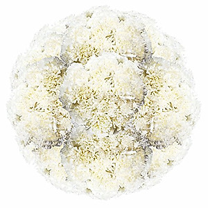 White Carnations- 100 Flower Delivery