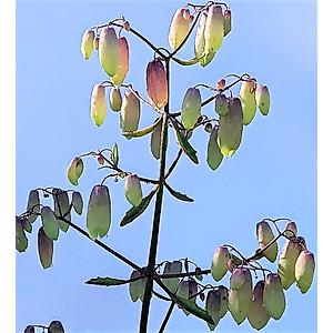 Kalanchoe pinnata Miracle Leaf ‘Magic Bells’ Live Plant