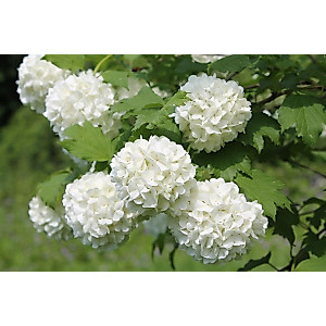 Old Fashion Snowball Viburnum Plant in Pot, White Flower Plant for Garden (6-10 '' Tall) No Ship CA