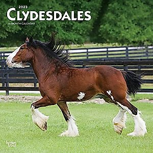 Clydesdales | 2023 12 x 24 Inch Monthly Square Wall Calendar | BrownTrout | Animals Horses