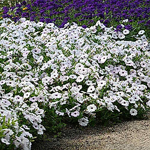 Outsidepride Easy Wave Spreading Petunia Silver Garden Flowers for Hanging Baskets, Pots, Containers, Bedss - 30 Seeds