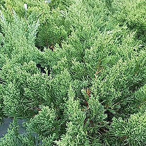 San Jose Juniper | 2 Live Gallon Size Plants | Juniperus Chinensis | Bonsai Drought Tolerant Cold Hardy Evergreen Groundcover