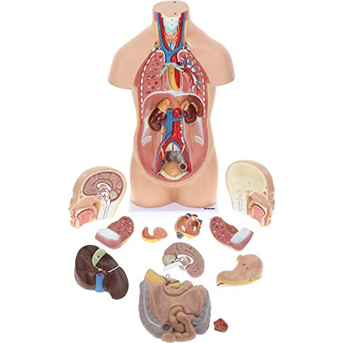 Axis Scientific 12-Part Unisex Mini Torso Anatomy Teaching Model, Includes Teaching Booklet