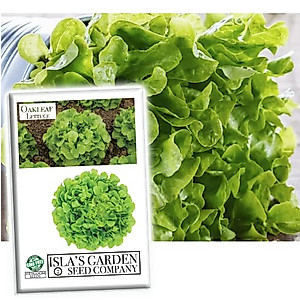 Oakleaf Leaf Lettuce Seeds for Planting, 1000+ Heirloom Seeds Per Packet, (Isla's Garden Seeds), Non GMO Seeds, Botanical Name: Lactuca Sativa, Great Home Garden Gift