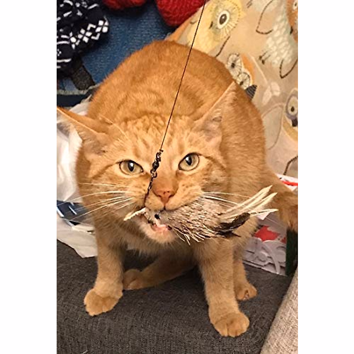 Big Sky Cats House Finch Bird Refill/Attachment- Fits Wildcat and Popular Bird and Mouse Type Wands/Poles