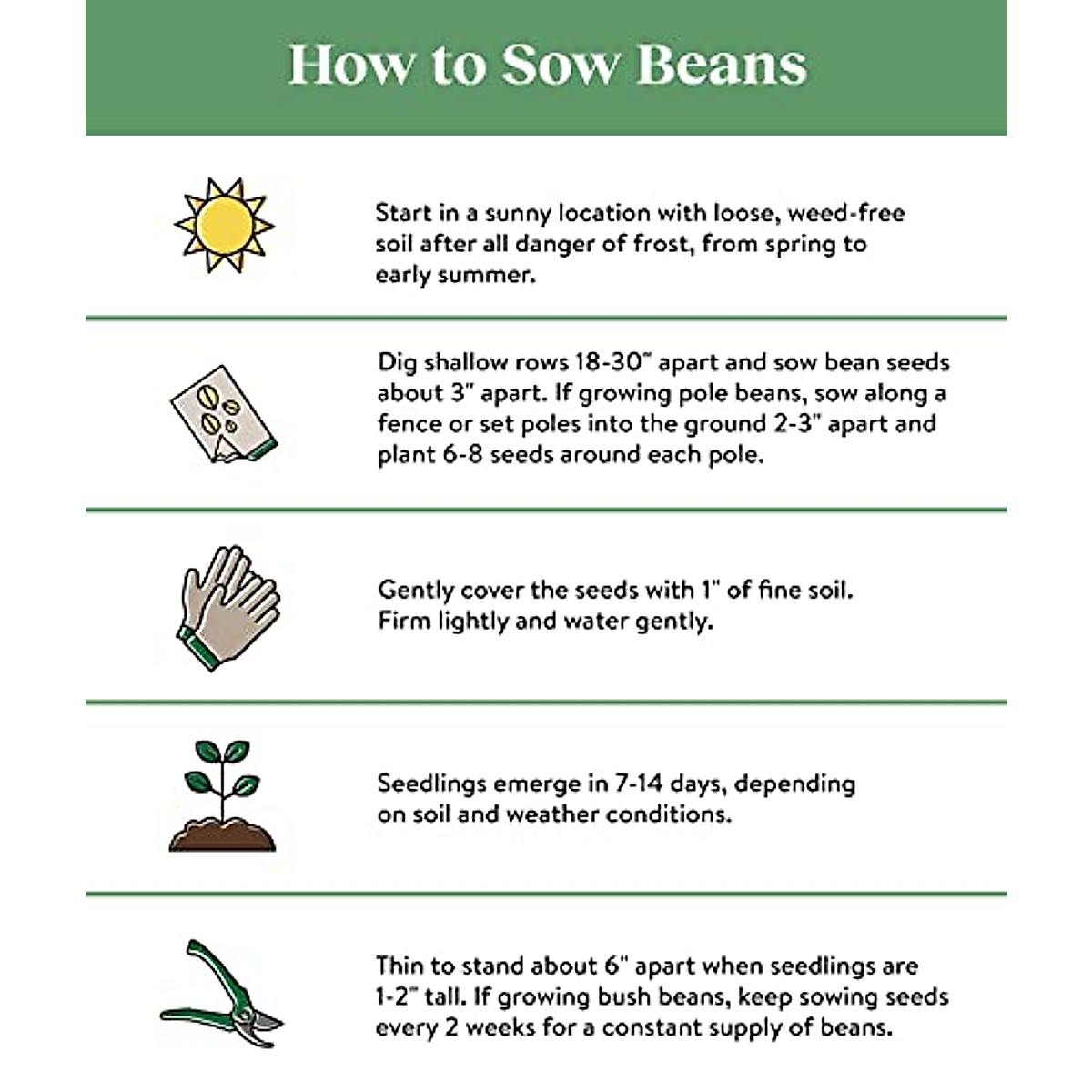 Burpee Kentucky Blue Pole Bean Seeds 8 ounces of seed