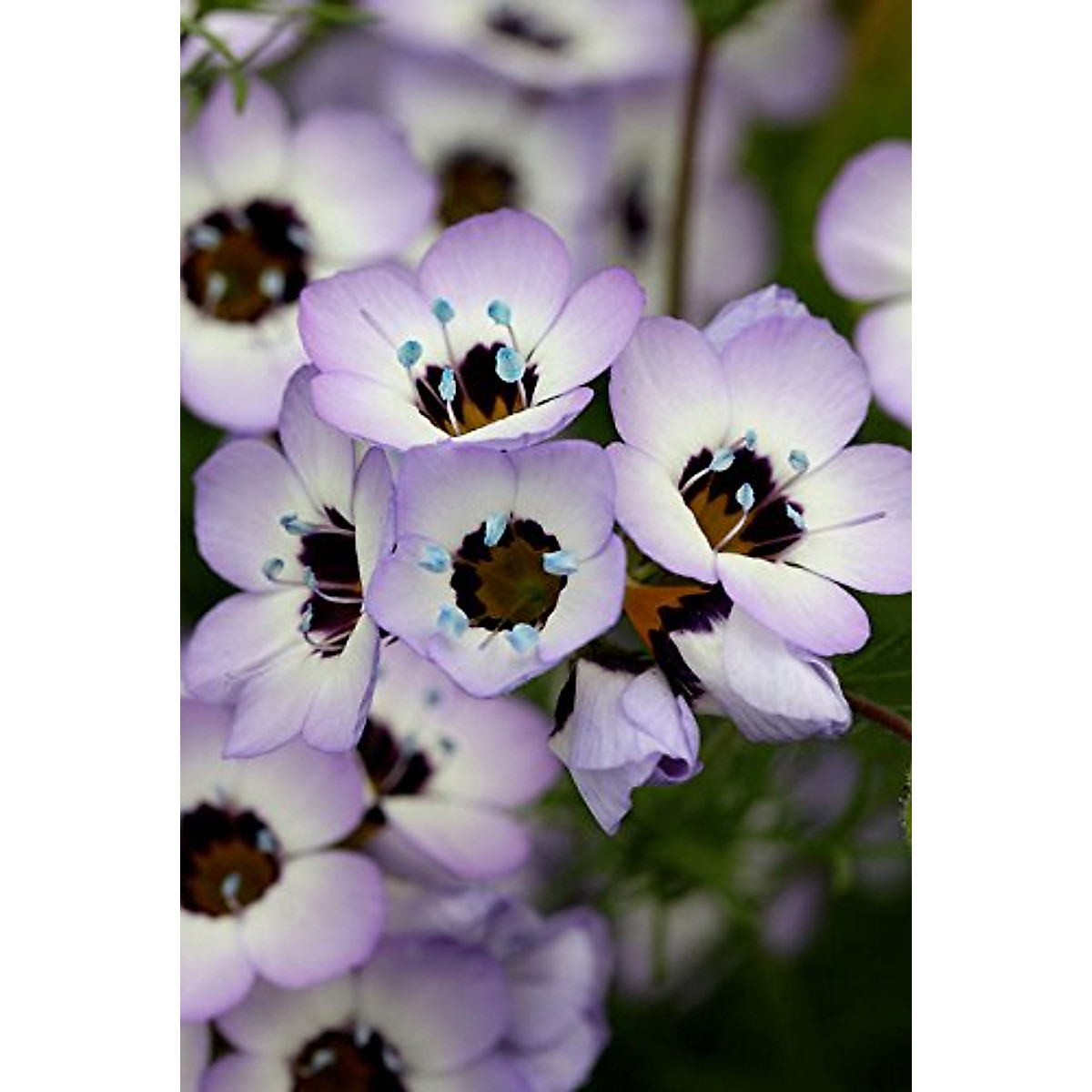 Gilia Birds-Eye Flower Seeds for Planting, 2500+ Flower Seeds Per Packet, (Isla's Garden Seeds), Non GMO & Heirloom Seeds, Scientific Name: Gilia Tricolor, Great Home Flower Garden Gift
