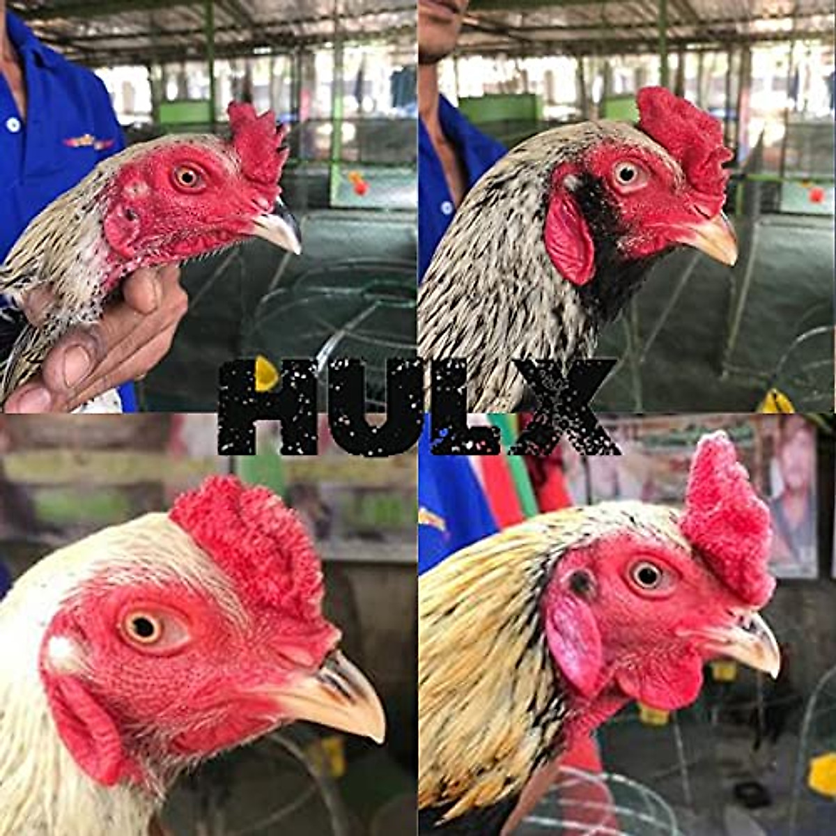 HULX POWER PLUS 100 TABLETS, Fast Increasing Energy Formula Rooster Booster Vitamins Health Chicken Supplement for Good Health, Build Muscle, Blood, Power Feed Poultry Bird Fighting Gamecocks Hen Food