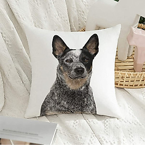 AERHOT Decorative Throw Pillow Covers Velvet Brown Away Closeup Australian Cattle Dog Front White Animals Wildlife Black Canine Carnivore Cut Cushion Cover for Sofa Couch Living Room Bed 22x22 Inch
