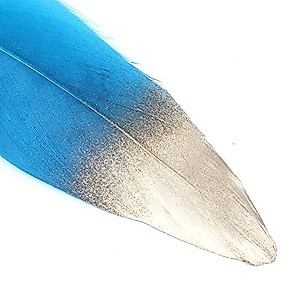 Wal front European Feather Quill Pen Set Feather Calligraphy Pen Kit Feather Dip Pen Gift Set Fountain Pen(Sky Blue)
