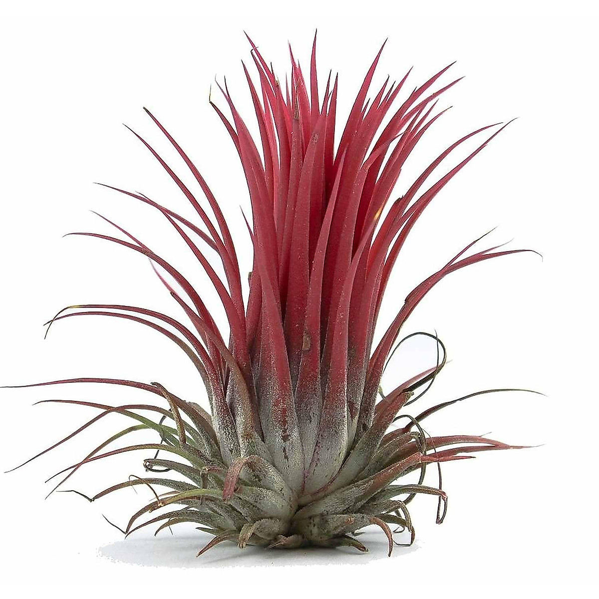 Ionantha Fuego Tillandsia Air Plants - Vibrant 5-Pack for Easy Home Decor