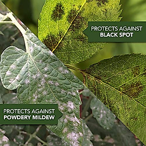 BioAdvanced All-in-One Rose and Flower Spray For Insects, Concentrate, 32 oz