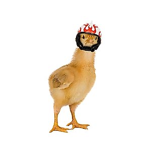 Chicken Helmet - Chicken Bird Toy Head Protection Helmet Bird Hat Headwear Suitable for Parrot Small Chickens, Ducks and Other Poultry Funny Pet Safety Helmet Costumes Accessories (D)