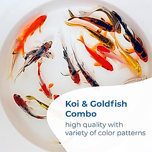 Toledo Goldfish Koi and Goldfish Combo Starter Pack, Perfect for Beginners Stocking Ponds, Tanks, or Aquariums - 4-5 Inches, 5 of Each, 25 Total Count