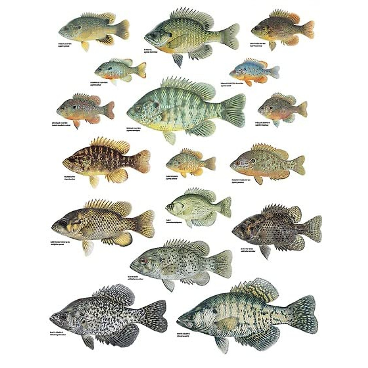 Picture Peddler Sunfishes by Joseph R. Tomelleri Centrarchids Bluegill Bass Crappie Warmouth Pumpkinseed Art Poster Print 18x24 Inches