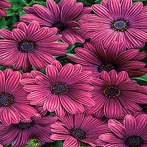 QAUZUY GARDEN Seeds - 200 Premium African Daisy Seeds Cineraria Cape Marigold Flower Mix, Heirloom, Drought Tolerant, Attracts pollinators