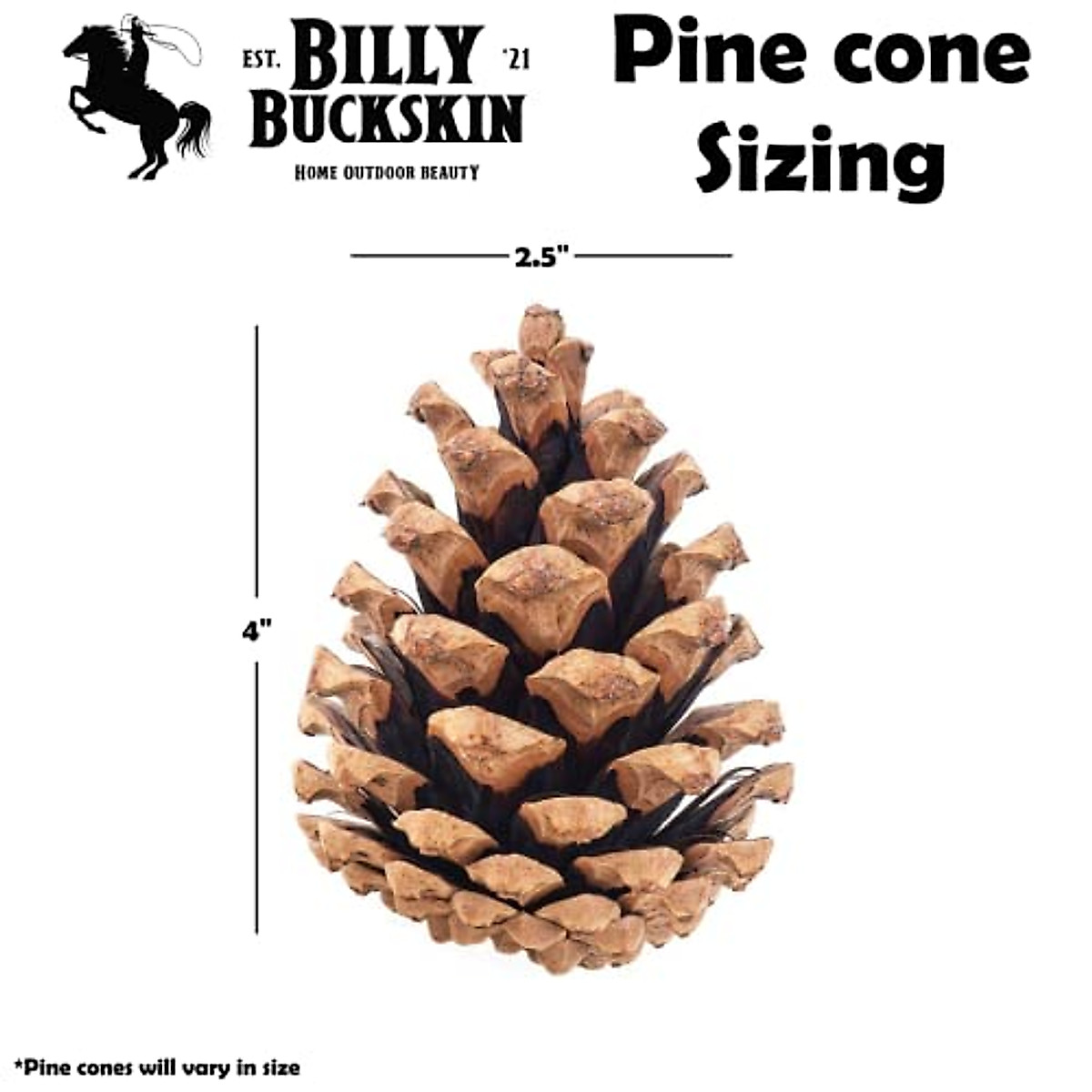 20 PineCones 3" to 4" Tall, Bulk Package in a Protective Box, Bug Free, All Natural, UNSCENTED, Perfect for Crafts, Christmas Trees, Firelighting, by Billy Buckskin Co.