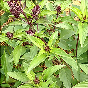 Seed Needs, Culinary Basil Herb Seed Packet Collection (8 Individual Basil Seed Varieties for Planting) Non-GMO & Untreated