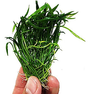 Planterest – Micro Sword Clump Easy Carpet Live Aquarium Plant Decorations BUY2GET1FREE