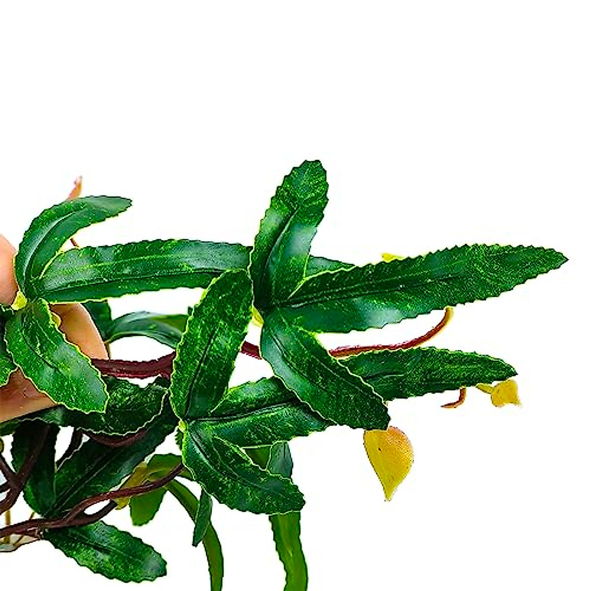 Woyrise Reptile Artificial Plants Terrarium Decor 0002-2, Amphibian Habitat Hideout Decor fit Bearded Dragon Crested Gecko Leopard Lizard Chameleon Ball Python Snake Frog