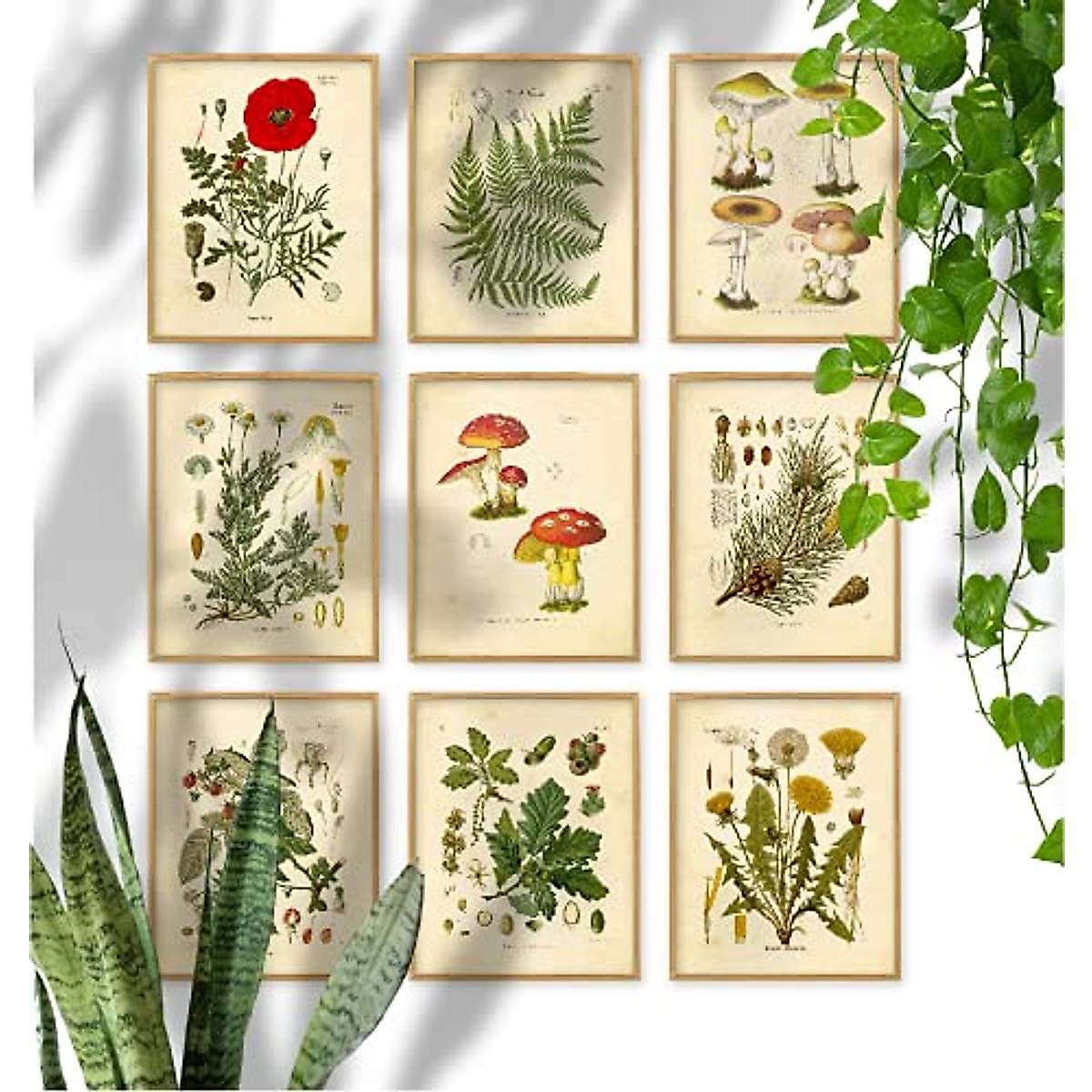 Ink Inc. Botanical Prints Wall Art Ink Inc - Woodland Plants Wildflower Mushrooms Ferns Berries - Set of 9 8x10 Unframed