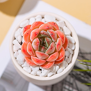 Echeveria Strawberry Almond Rare Live Succulent Plants, Mini Pink 1 Head 2" Live Plant, Package Without Pot Soil, Garden Indoor Office Desk Wedding Party Baby Shower Decoration Friend Plant Lover Gift