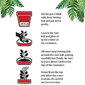 Brut Organic Potting Soil – 1 CF – Everything Your Plants Need in one Bag. Indoor and Outdoor Container Plants. 2 Pack