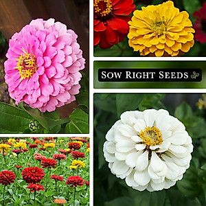 Sow Right Seeds California Giant Zinnia Seeds - Full Instructions for Planting, Beautiful to Plant in Your Flower Garden; Non-GMO Heirloom Seeds; Wonderful Gardening Gifts (4)