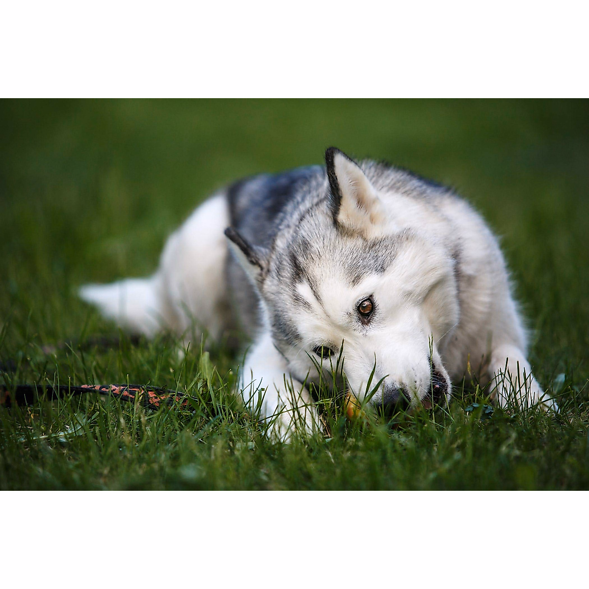 I LOVE MY PETS LLC Dog Mineral Supplement - Ultra Vitamins - Dog Health - Mineral Support - Dog Vitamin b Complex - 90 Treats (1 Bottle)