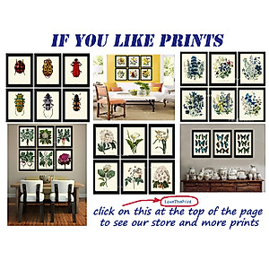 Bird Print Wall Art Set of 4 Prints Beautiful James Audubon Titmouth Fork-tailed Flycatcher Blue Bird Bluebirds Indigo Bird on Pine Tree Blooming Magnolia Flower Home Room Decor Unframed