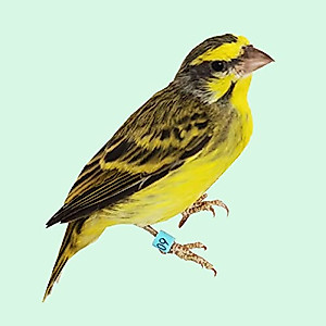 FOIBURELY 80 pcs Numbered Bird Ring Leg Bands for Gouldian Zebra Finch Canary Society Bird Foot Ring with 1 Installer(Diameter 3mm)