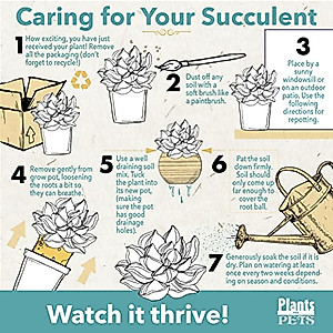 Succulents Plants Live Indoor Plants, Aloe Nobilis Plants Live Houseplants, Live Succulents Live Plants Indoor Succulent Plants, Indoor Plant Real Succulents Plants House Plants by Plants for Pets