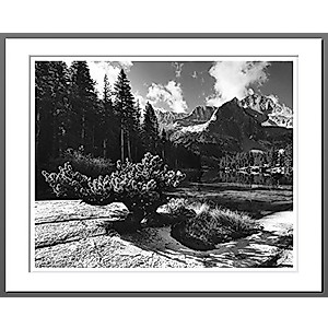 Dwarf Pine, Lake Reflection (#2)