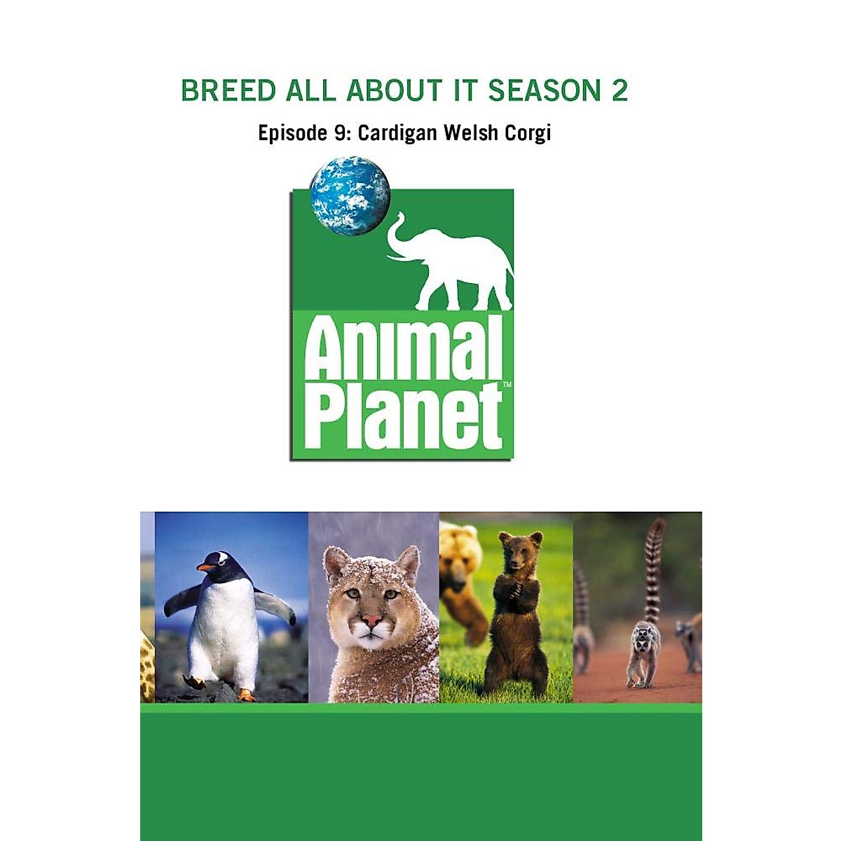 Breed All About It Season 2 - Episode 9: Cardigan Welsh Corgi