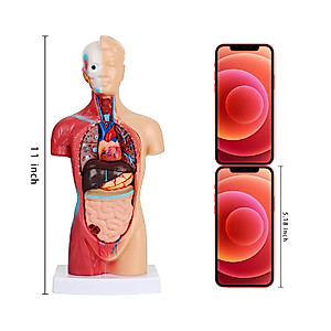 2024 Newest Human Body Model for Kids 14 Pcs Removable 11 inch Human Torso Anatomy Model with Heart Head Skull Brain Skeleton Model for Preschool & School Medical Education Display, Ages 4+