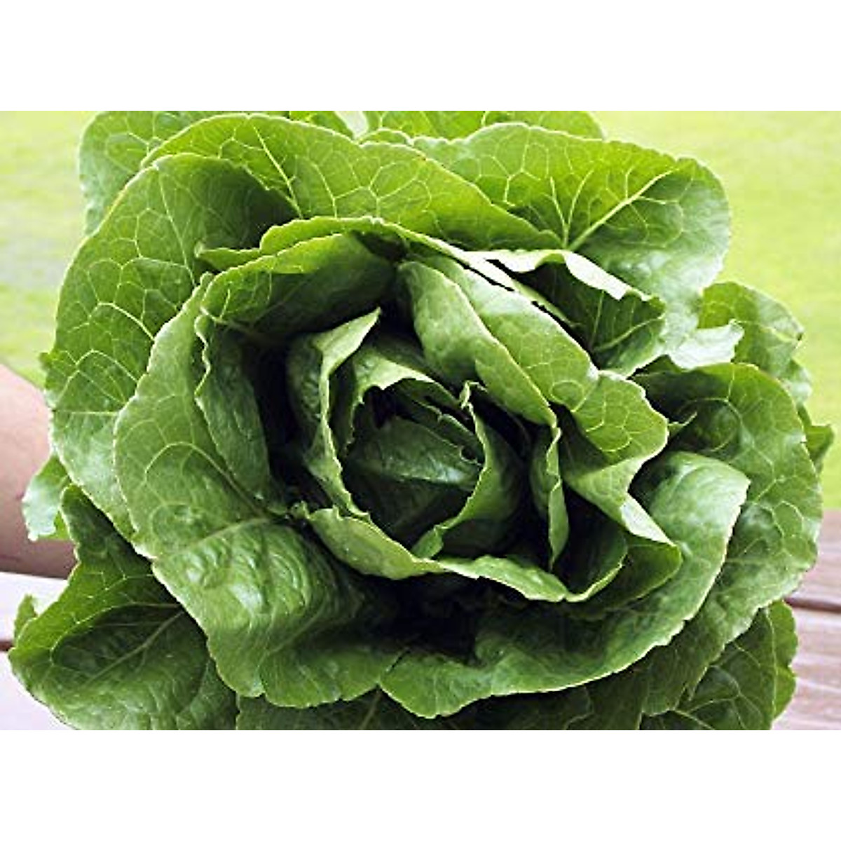 "Parris Island" Romaine Lettuce Seeds for Planting, 1000+ Heirloom Seeds Per Packet, (Isla's Garden Seeds), Non GMO, Botanical Name: Lactuca Sativa, Great Home Garden Gift
