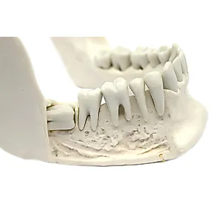 Lower Jaw Model, 16 Extractable Teeth - Anatomically Accurate Human Bone Replica - Natural Size, Natural Color - Eisco Labs