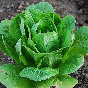 Romaine Lettuce Seeds (USA Grown Paris Island COS Lettuce Seed) - 275+ Seeds per Pack