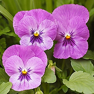 Pansy Seeds Viola Wittrockiana Perennial Fragrant Evergreen Deer Resistant Bed Border Edging Container Otdoor 250Pcs Mixed Colors Flower Seeds by YEGAOL Garden
