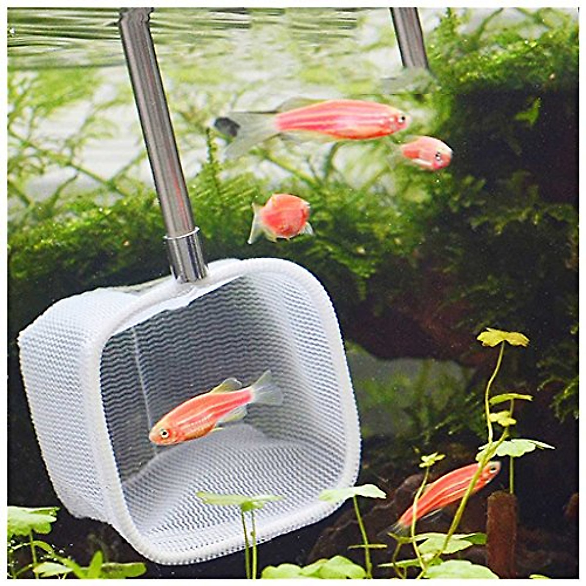 Upettools Fish Shrimp Skimming Net Fine Mesh Extendable Stainless Steel Handle Fishing Net for Aquarium Fish Tank Pond Creek