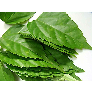 FOODHERBS Hibiscus Leaf Powder | 200 gms/0.44 lbs | Natural Hair Conditioner and Growth Promoter | Prevents Premature Graying and Hair Fall | Ideal for Homemade Shampoo