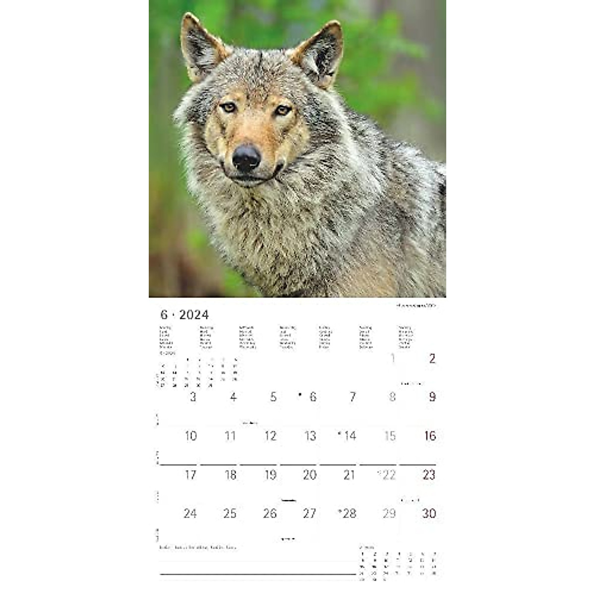 Wolves 2024 Brochure Calendar 30 x 30 cm (30 x 60 Open) Calendar with Space for Notes Wolves Picture Calendar Wall Planner Alpha Edition