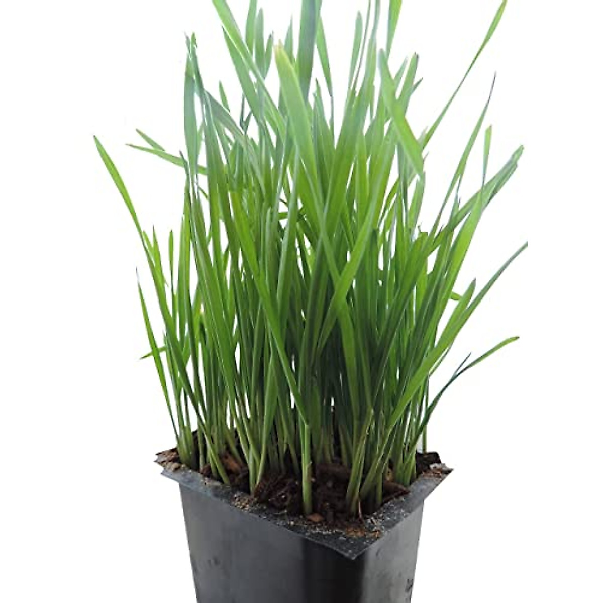 Todd's Seeds Wheatgrass Seeds; Hard Red Winter Wheat, Non-GMO, Chemical Free, High Germination (1/4 Pound)