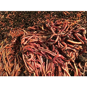 Worms 3/4 Pound Red Wiggler Composting