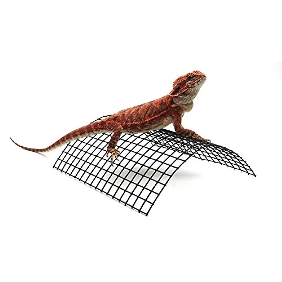 Carolina Custom Cages' Bearded Dragon Tanning Arch, Reptile Habitat Accessory