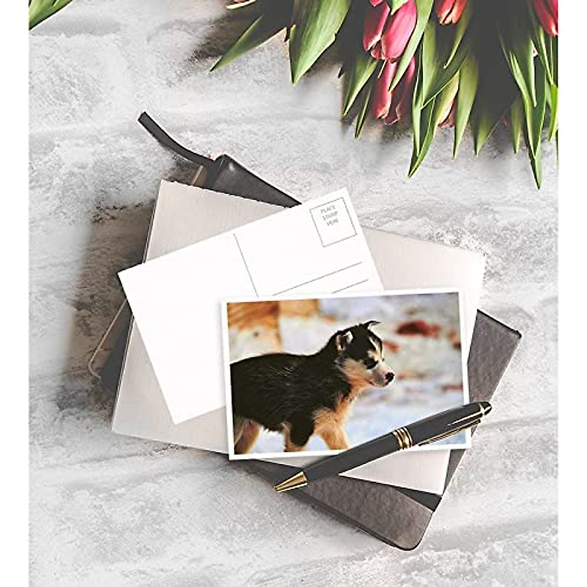 40 Pack Puppy Dog Postcards Bulk Set - All Occasion Assorted Blank Post Cards Greeting Bulk Box Set - 4 x 6 Inches